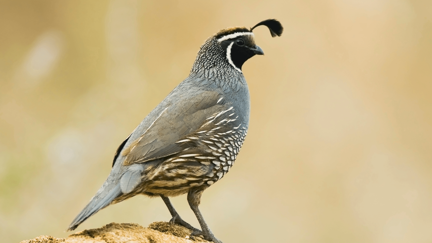 Texas Quail Season Opens Nov. 1 with Promising Outlook – KNCT